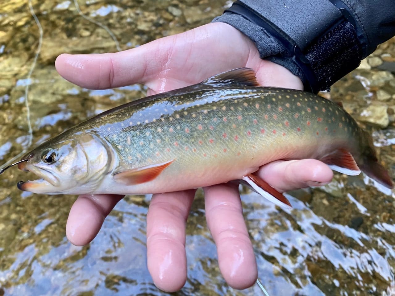 Trying to Stay Sane During Covid-19 - Brookdog Fishing